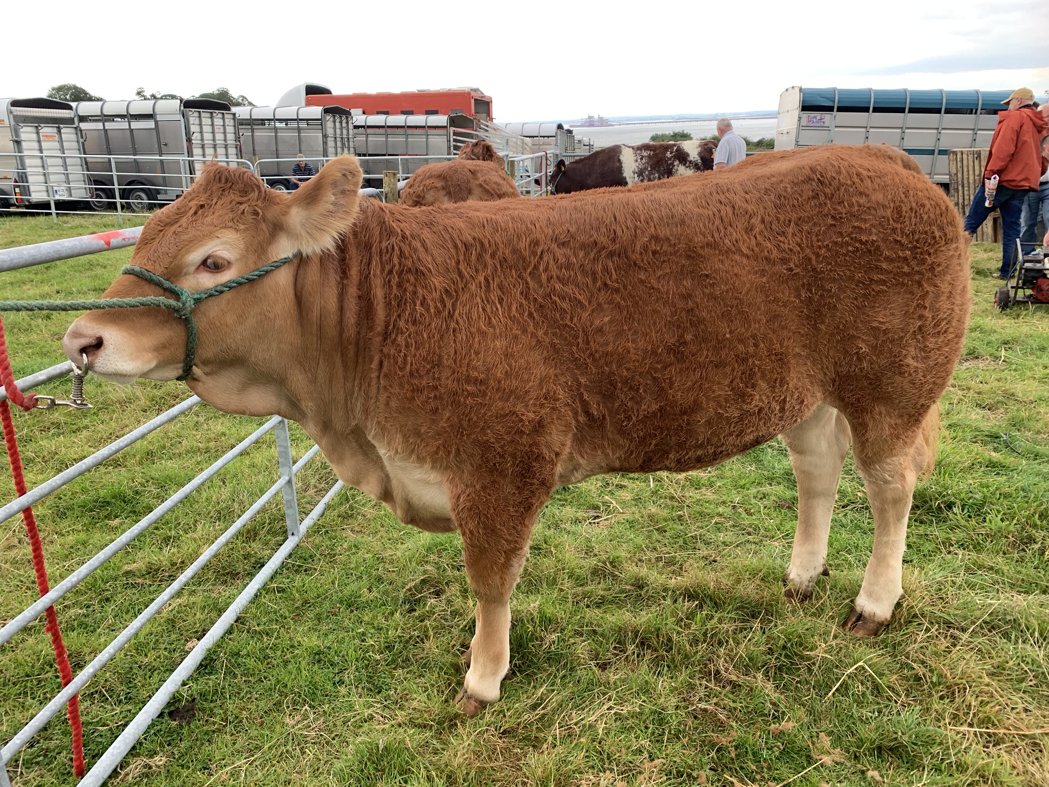 Kildysart Show Results 2019 | Parish of Kildysart