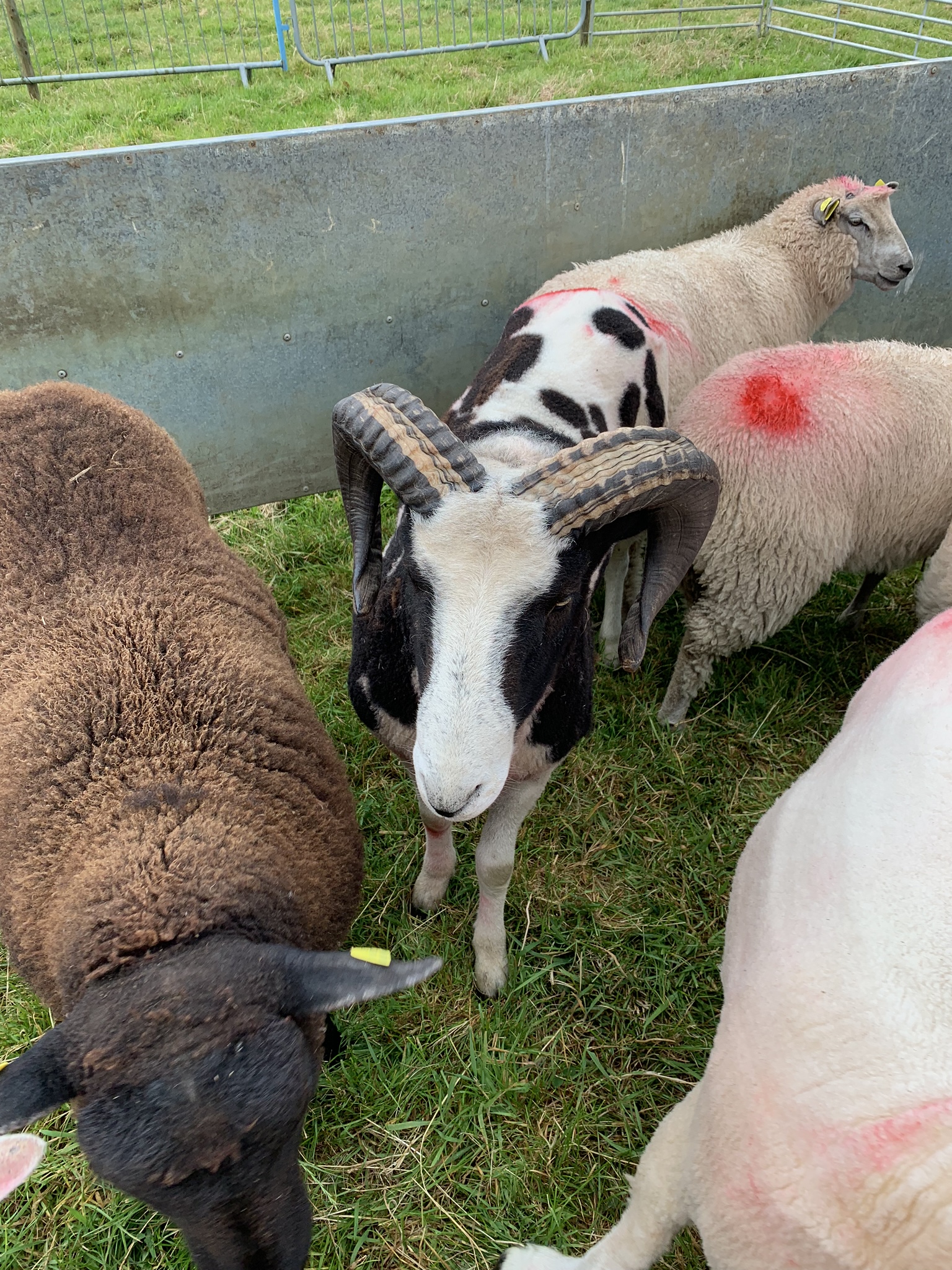 Kildysart Show Results 2019 | Parish of Kildysart